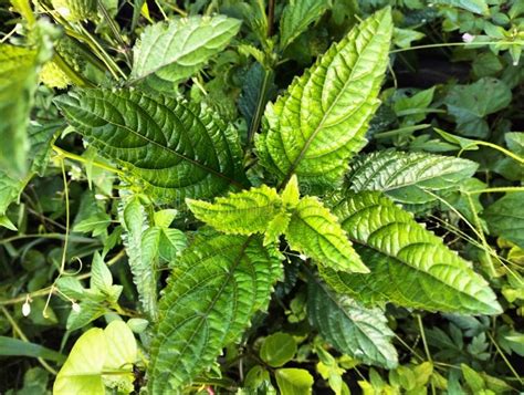 Kecibeling Or Also Called Keci Shard Picah Shard Or Also Called Enyoh Kelo Is A Member Of