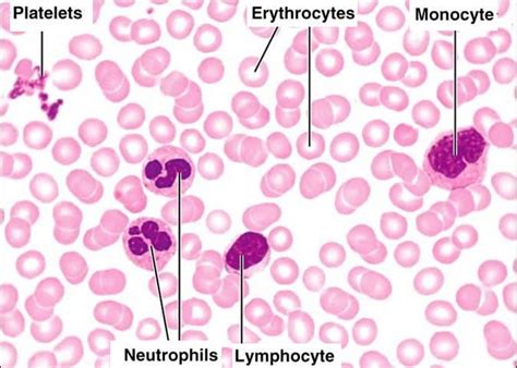 17 Best Images About Microscope Slides On Pinterest Red Blood Cells