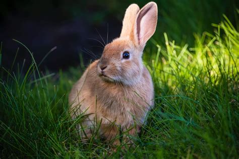 The Importance Of Leaping Bunny Certification Free Bunni