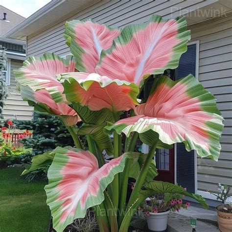 Giant Caladium Seeds Pink And Green Plantwink