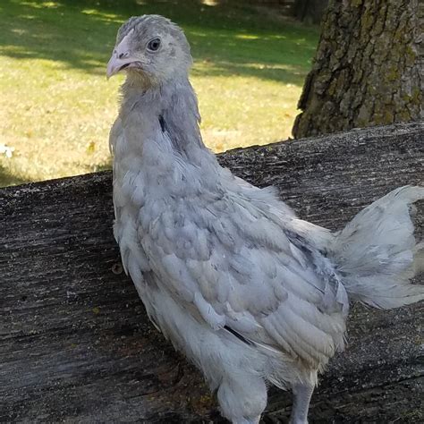 Ameraucana Chicks Blue Egg Layer Chicken Scratch Poultry