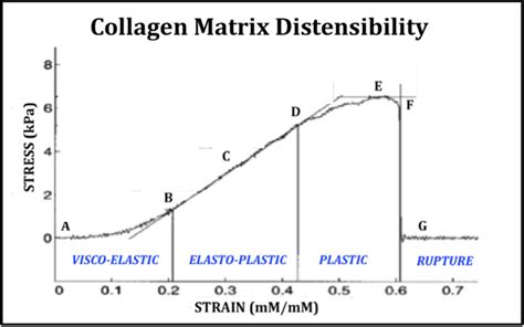 Load Deformation Curve For A Synthetic Collagen Matrix Download