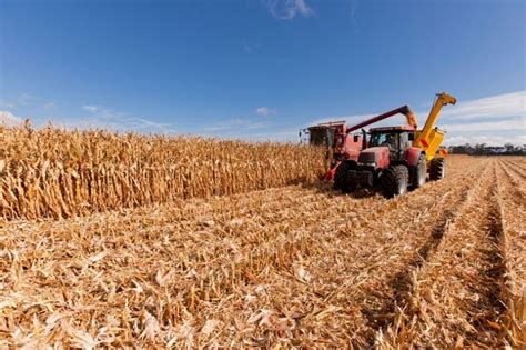 Maize Grain For Sheep Pioneer