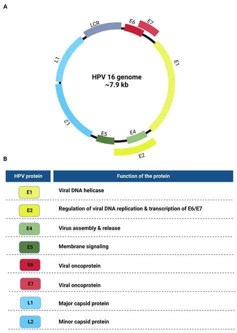 Hpv 16 Virus In Women Hpv 16 Virus In Women