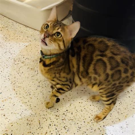 Adopt Cleo Today Find Paw Pal