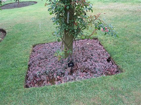 Hylotelephium Cauticola Archives Hardy Plant Society