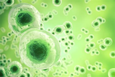 Visualization And Clustering For Single Cell Analysis