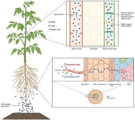 Journal Of Xenobiotics An Open Access Journal From Mdpi