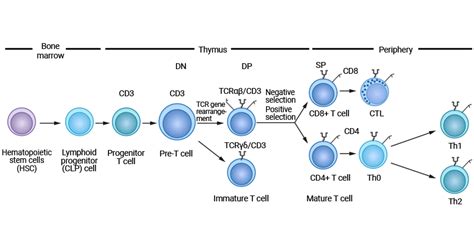 Cell Differentiation