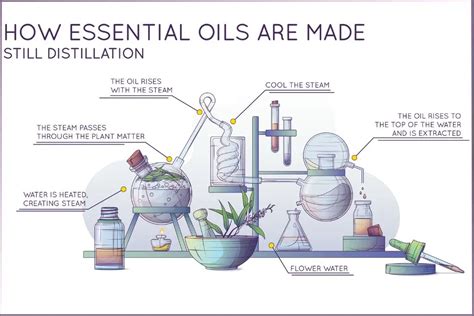 Essential Oil Extraction Methods The Science Behind The Scent