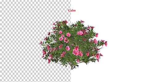 Azalea Flower Growing Animation With Wind Videohive 24146322 Download