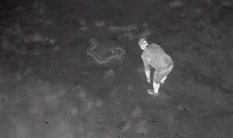 volaero drones track pythons with thermal cameras ust