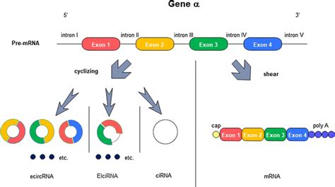 Circular Rnas And Exosomes In Cancer Exosome Rna