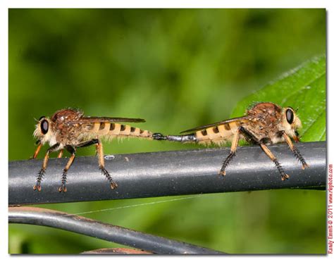Randy And Megs Garden Paradise Robberflies Everywhere This Year