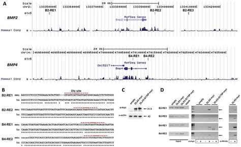 Binding Of Dlx5 On Predicted Conserved Elements Close To Bmp2 And Bmp4