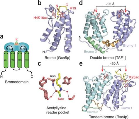 How Chromatin Binding Modules Interpret Histone Modifications Lessons From Professional Pocket