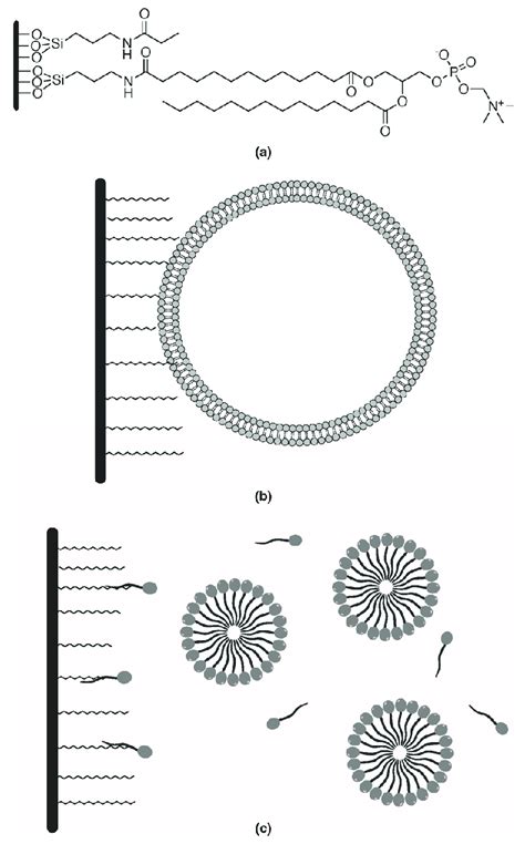 Hplc Column Explained At Leila Beatty Blog