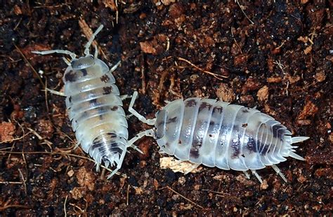 Porcellio Laevis Dairy Cow Isopods 10 Count Usmantis