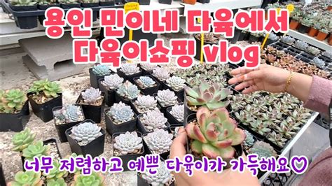 용인 민이네 다육에서 다육이쇼핑 Vlog 너무 저렴하고 예쁜 다육이가 가득해요~ 다육농장다육이 Succulents Youtube