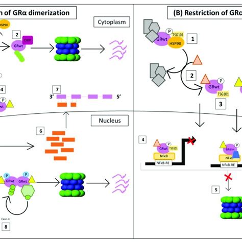 Current Understanding Of How Grα Dimerization Affects Downregulation Of