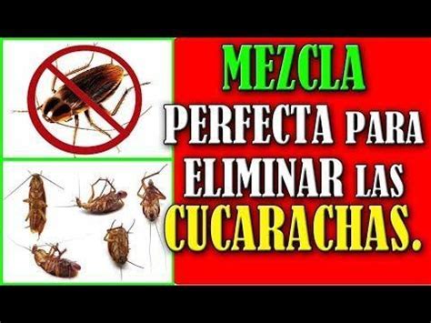 ¿cómo Eliminar Las Cucarachas De La Casa De Forma Natural Natural