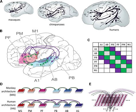 A Illustration Of Perisylvian Connectivity Structure In Macaques Download Scientific Diagram