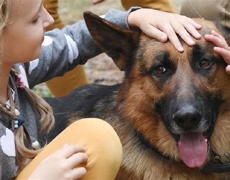 10 пород собак которые будут защищать хозяев даже ценой своей жизни