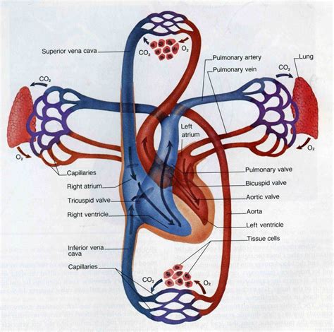 schematic diagram of systemic circulation group 4 s diagram
