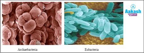 Difference Between Archaea And Bacteria In Biology Definition Types And Importance AESL