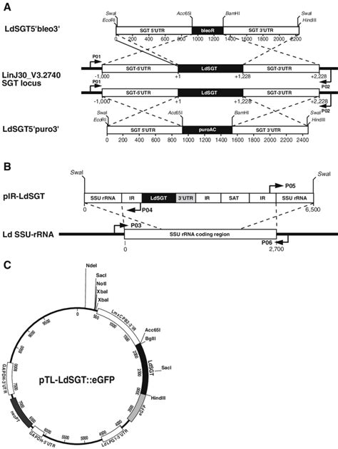 Schematic Representation Of The Dna Constructs And Pcr Primers Used In