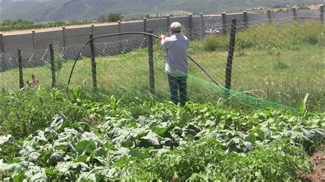 კიტრის სპეციალური ბადე Youtube