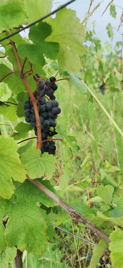 შათირი • Shatiri Lagodekhi