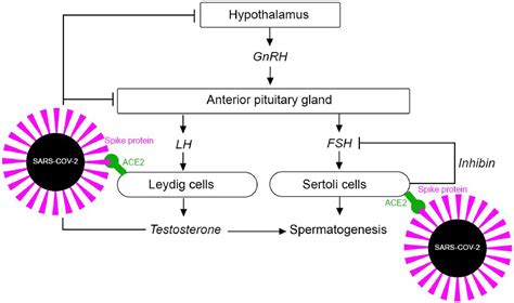 CSIRO PUBLISHING Reproduction Fertility And Development