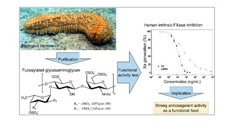 Sea Cucumber Diagram