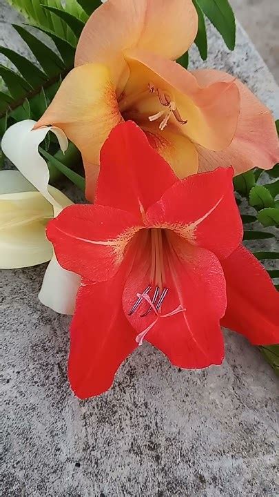 ලස්සනට පිපුණු වන මල් Flowers Natureflowers Naturephotography