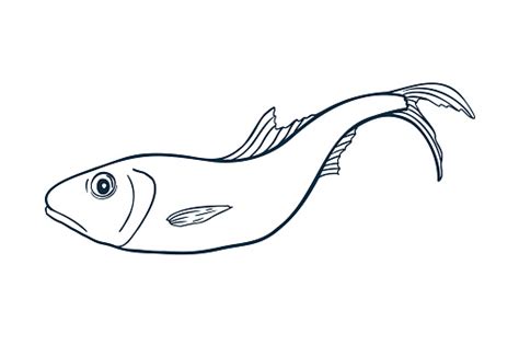 정어리 벡터 일러스트 레이 션 흑인과 백인 손으로 그린 해산물 포장 로고 및 프린트를 위한 미니멀리스트 청어 라인 아트 해양 테마 디자인을 위한 간단한 단색 스프랫 윤곽