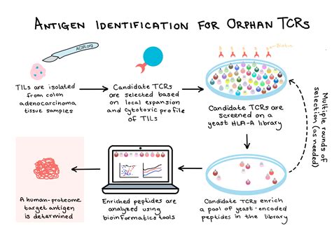 Orphans No More A New Strategy For Identifying The Antigen Targets Of Tcrs