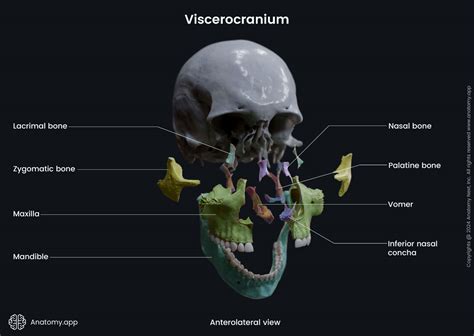 Viscerocranium Anatomy App
