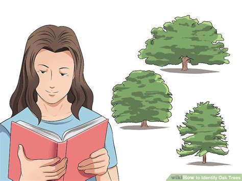 4 Ways To Identify Oak Trees WikiHow