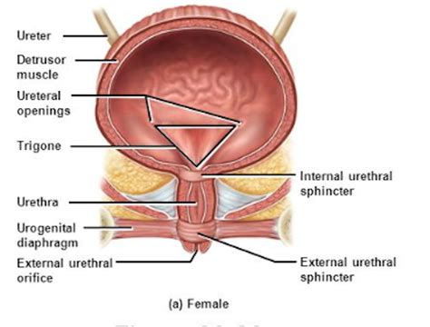 Urethral Stricture - Önol Üroloji