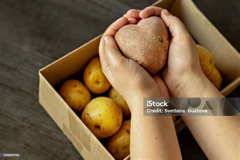 감자로 가득 찬 상자에 하트 모양의 못생긴 야채 감자를 들고 있는 여성의 손 정사각형 못생긴 음식 갈색에 대한 스톡 사진 및 기타 이미지 Istock