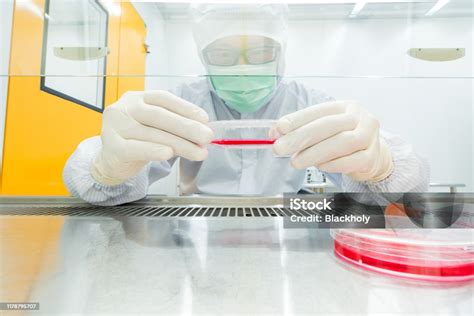 과학자는 생물학적 안전 캐비닛 에서 세포 배양 분석법 및 플라스크에 페트리 접시와 플라스크로 세포 배양 및 피펫 성장 배지를