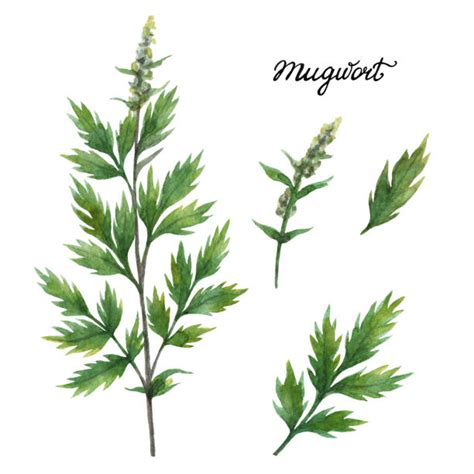 Mugwort Illustrations Royalty Free Vector Graphics And Clip Art Istock