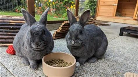 The Importance Of Neutering Rabbits Blog Rabbit Awareness Week