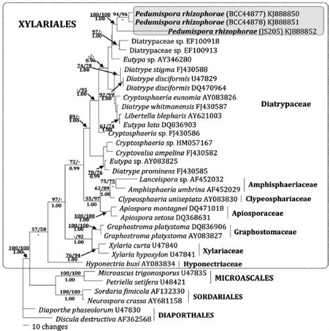 One Of The Two Most Parsimonious Trees Inferred From The Lsu Rdna