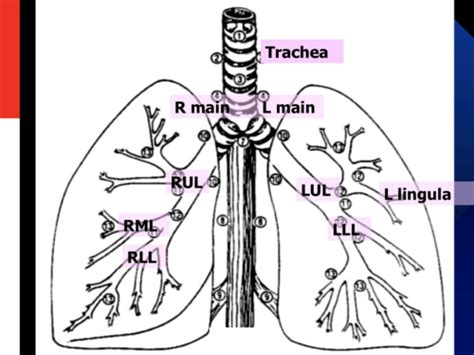 L1 Pulmonary Functional Anatomy Flashcards Quizlet