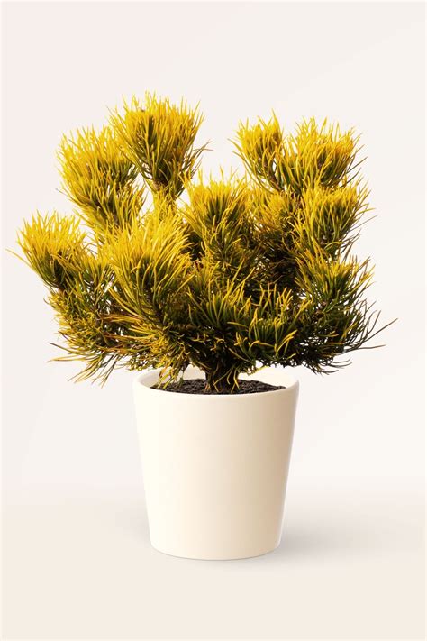 Comprar Pinus Mugo Ophir Pino Enano Online April Plants Aprilplants
