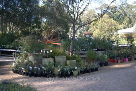 Native Plant Porn At Kuranga Nursery Mallee Design