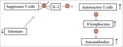 Selenium And Immunity When There Is A Selenium Deficiency Suppressor Download Scientific