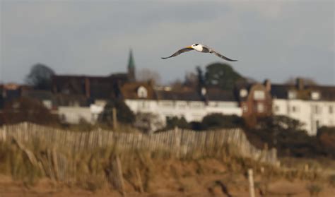 Black Audi Birding A Lesser Crested Tern At Dawlish Warren 4th